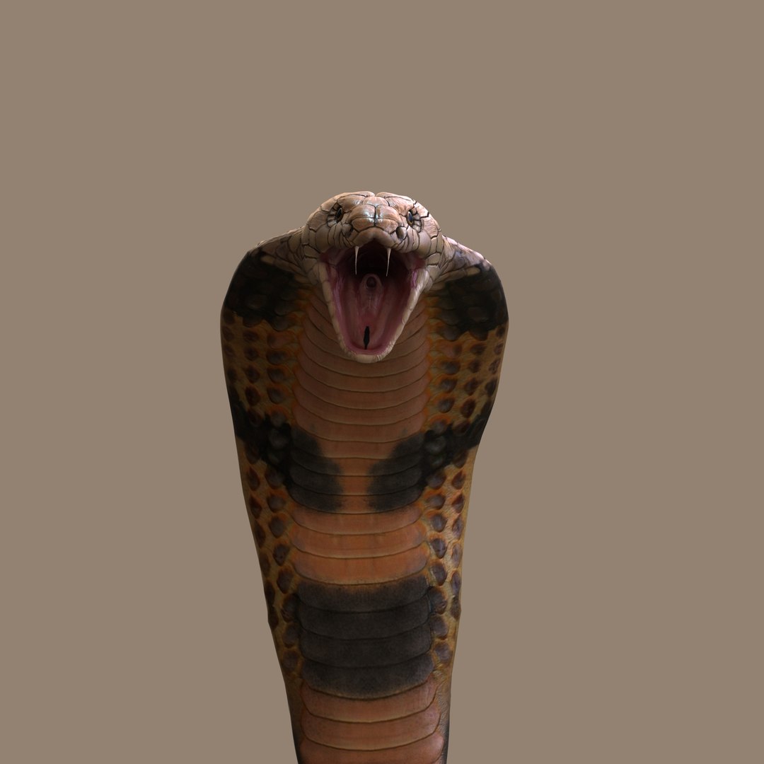 Snake Realistic 3D - TurboSquid 1379130