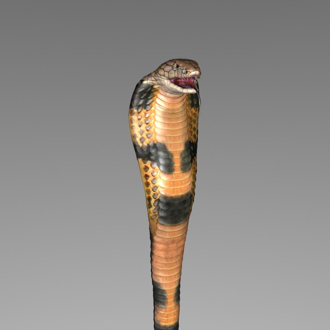 Snake Realistic 3D - TurboSquid 1379130