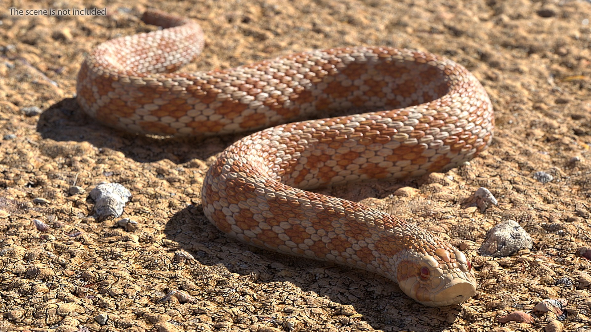 Crawling Animals Snake