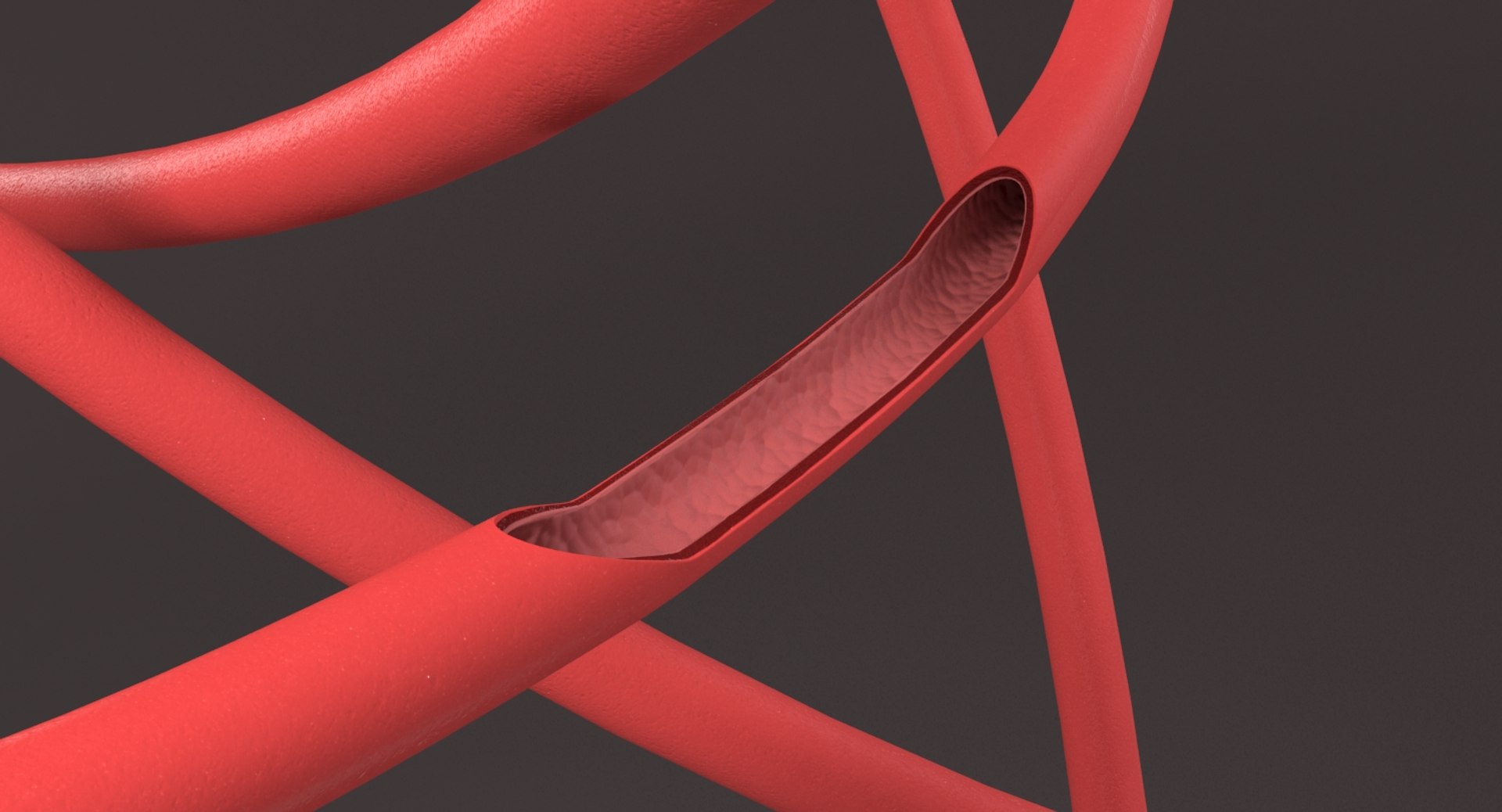 3D Blood Vessel Model - TurboSquid 1326889