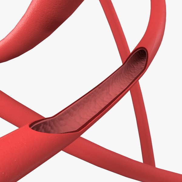 3D blood vessel model - TurboSquid 1326889