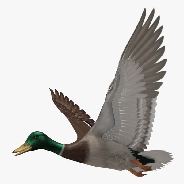 Free 3D Duck Models | TurboSquid
