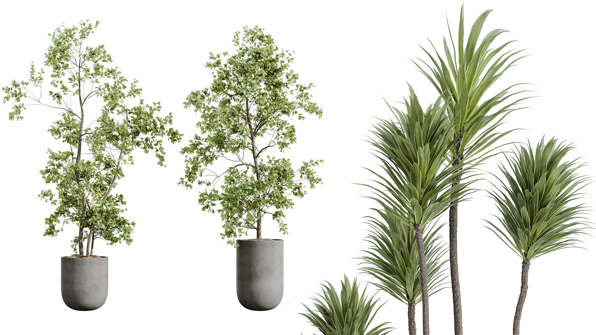 3D AV Indoor Plants Set 171 Beech Olea Europaea Olive And Mission ...