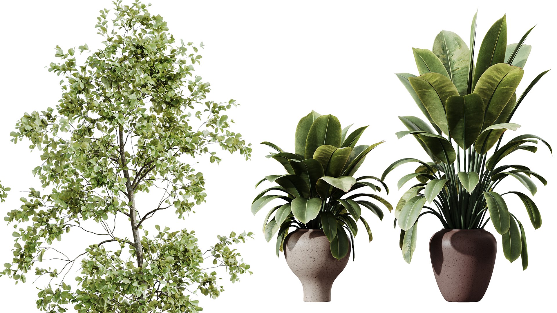 3D AV Indoor Plants Set 171 Beech Olea Europaea Olive And Mission ...