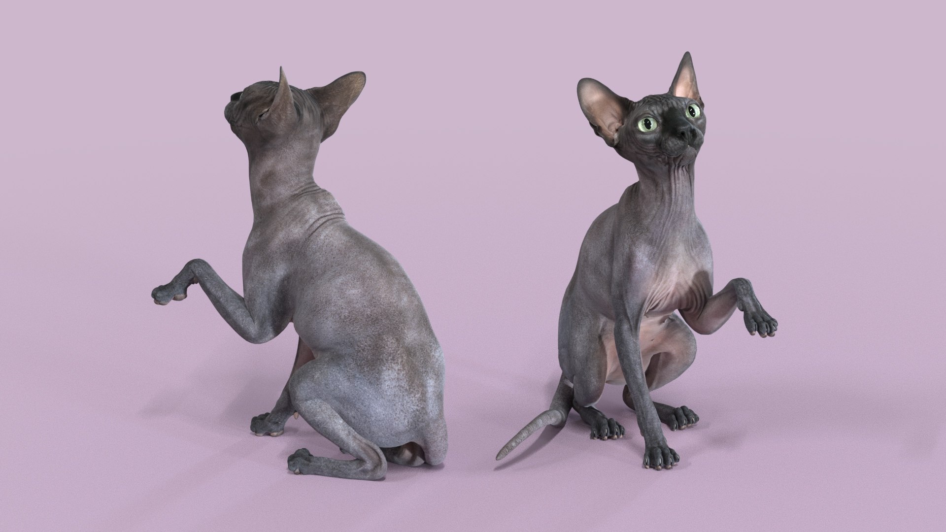 Sphynx Cat Sitting Pose 3D Model - TurboSquid 1661641