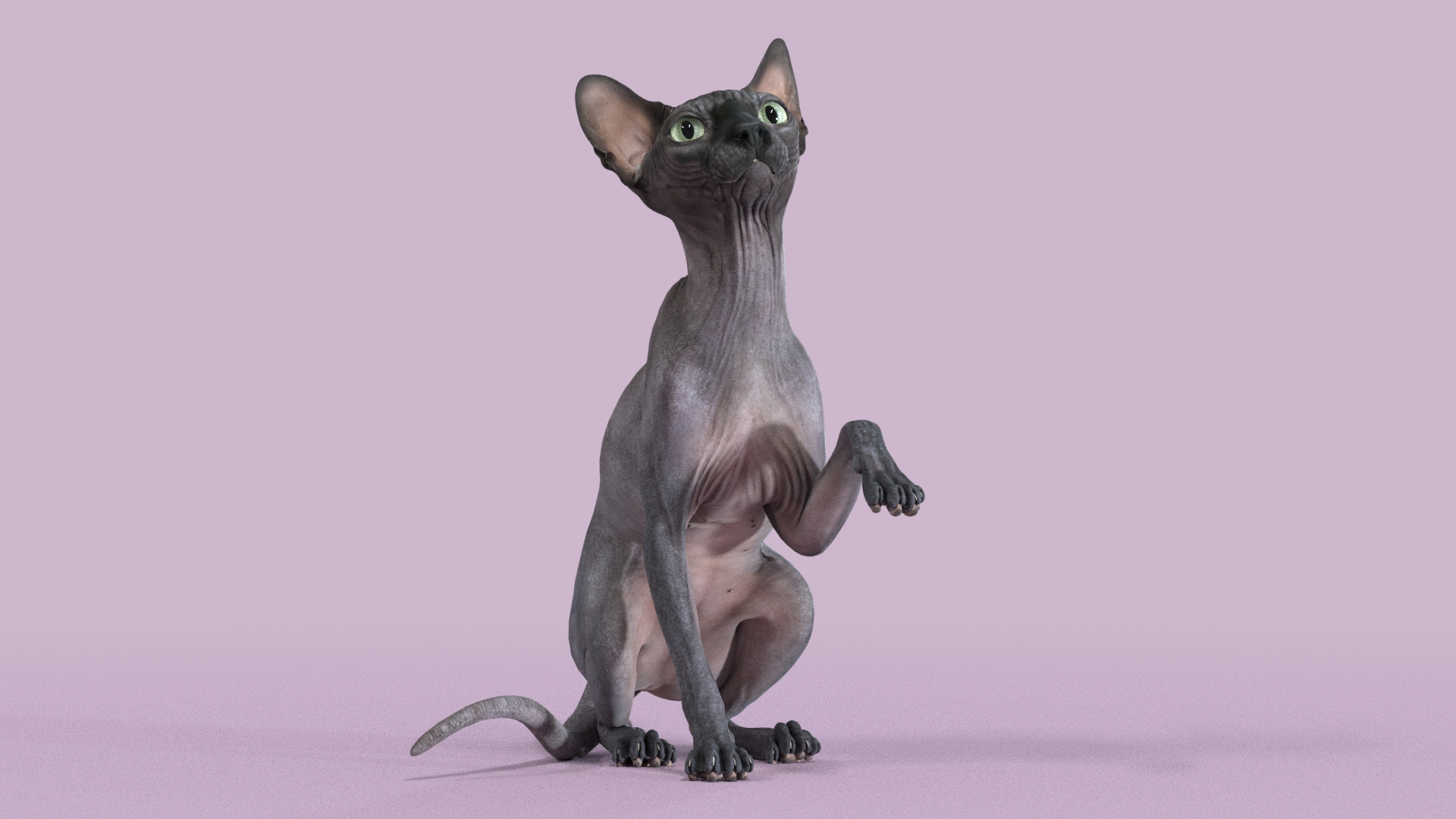 Sphynx Cat Sitting Pose 3D Model - TurboSquid 1661641
