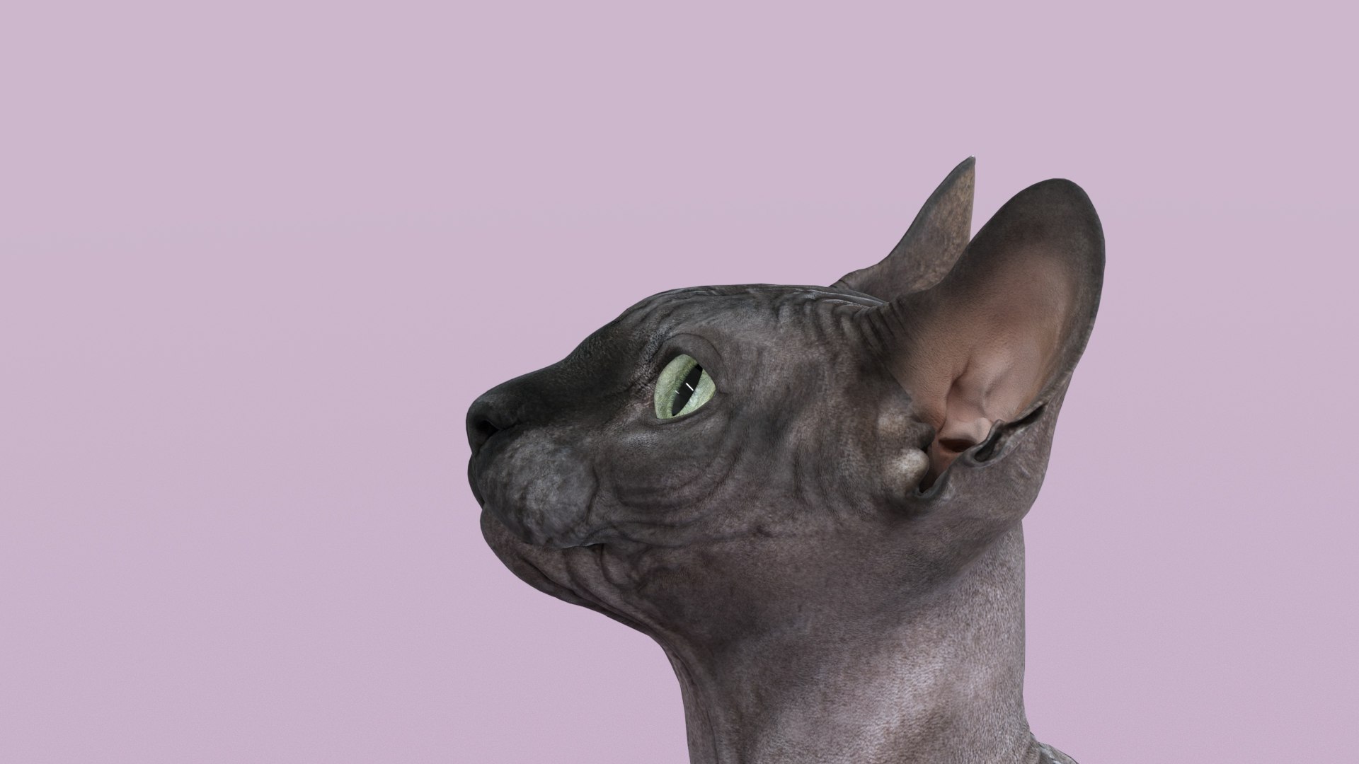 Sphynx Cat Sitting Pose 3D Model - TurboSquid 1661641