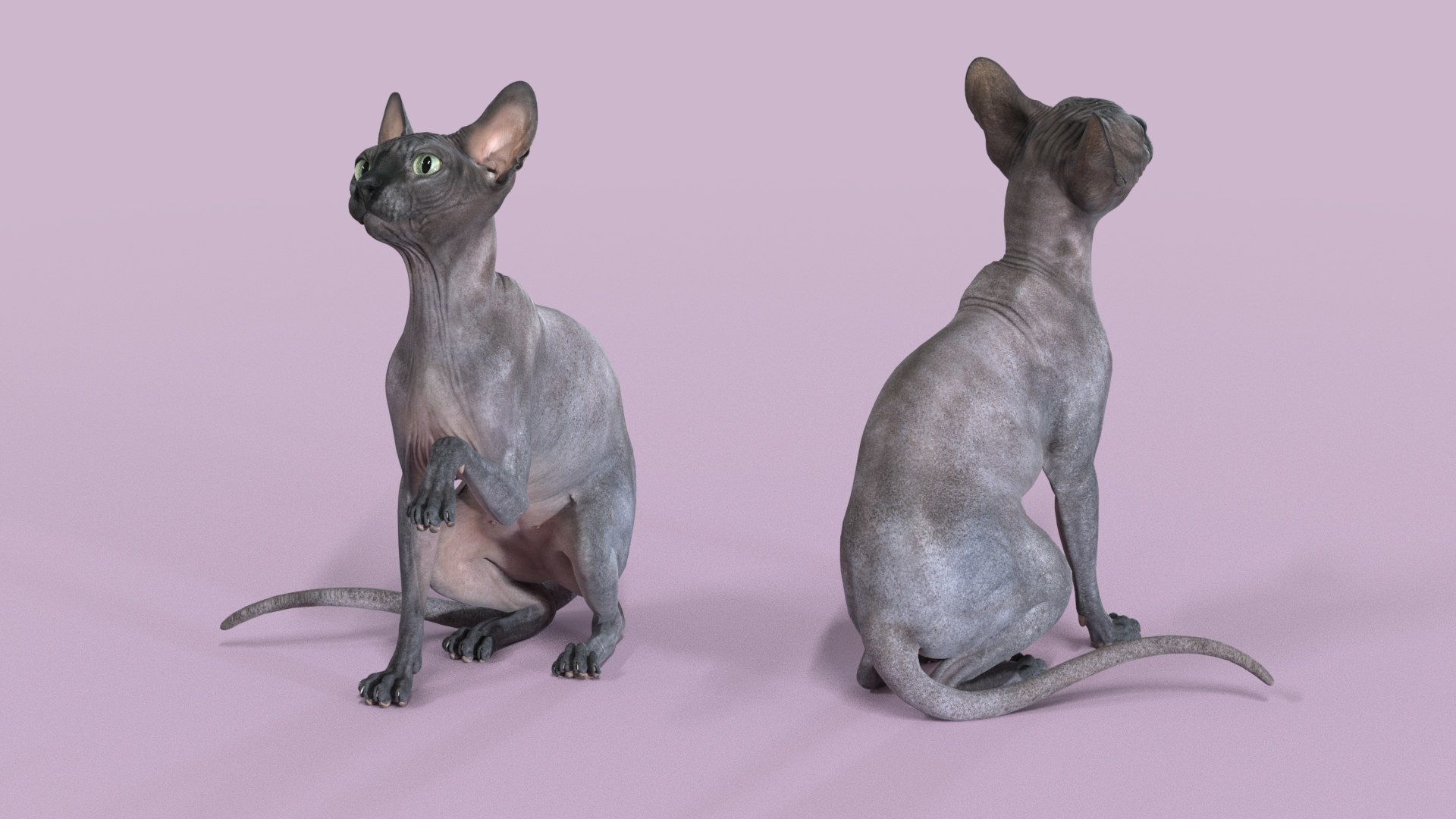 Sphynx Cat Sitting Pose 3D Model - TurboSquid 1661641