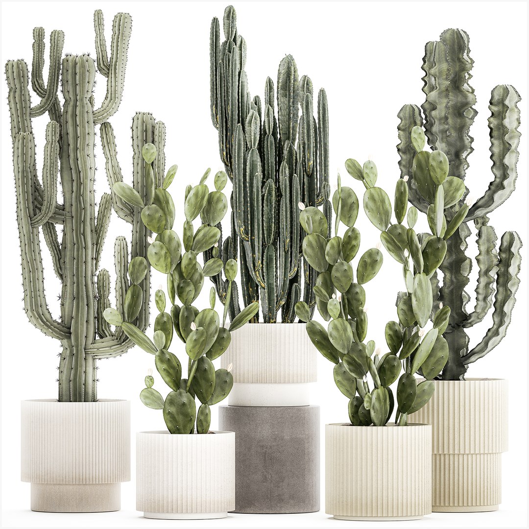 Collection of cacti potted desert plants Cereus Prickly pear 1468 3D model - TurboSquid 2162339