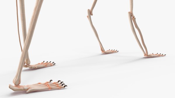 modelo 3d Esqueleto de tití de Geoffroy preparado para Cinema 4D ...