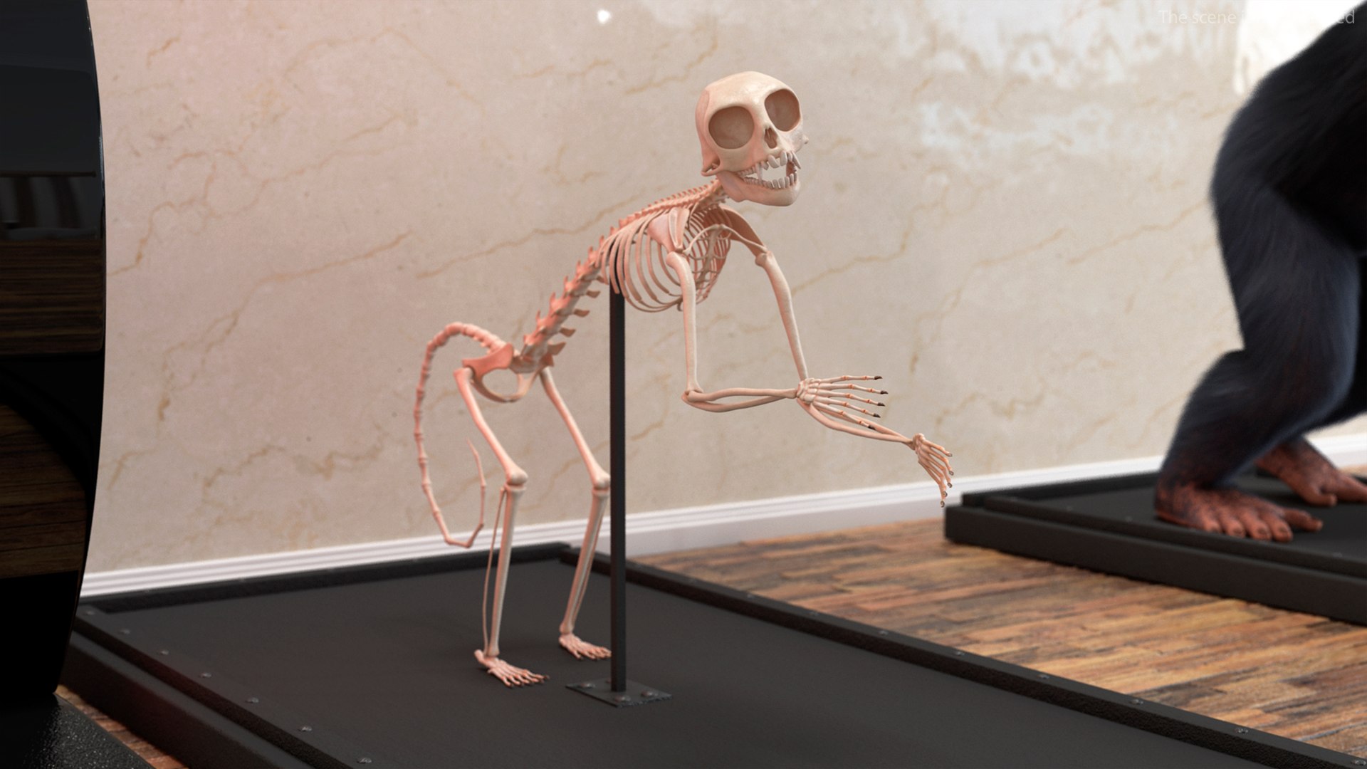 3D Geoffroys Marmoset Skeleton Rigged For Cinema 4D Model - TurboSquid ...