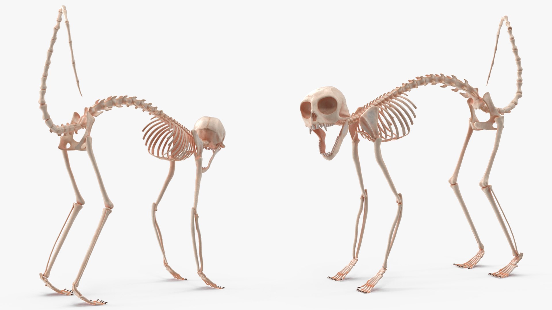 3D Geoffroys Marmoset Skeleton Rigged For Cinema 4D Model - TurboSquid ...