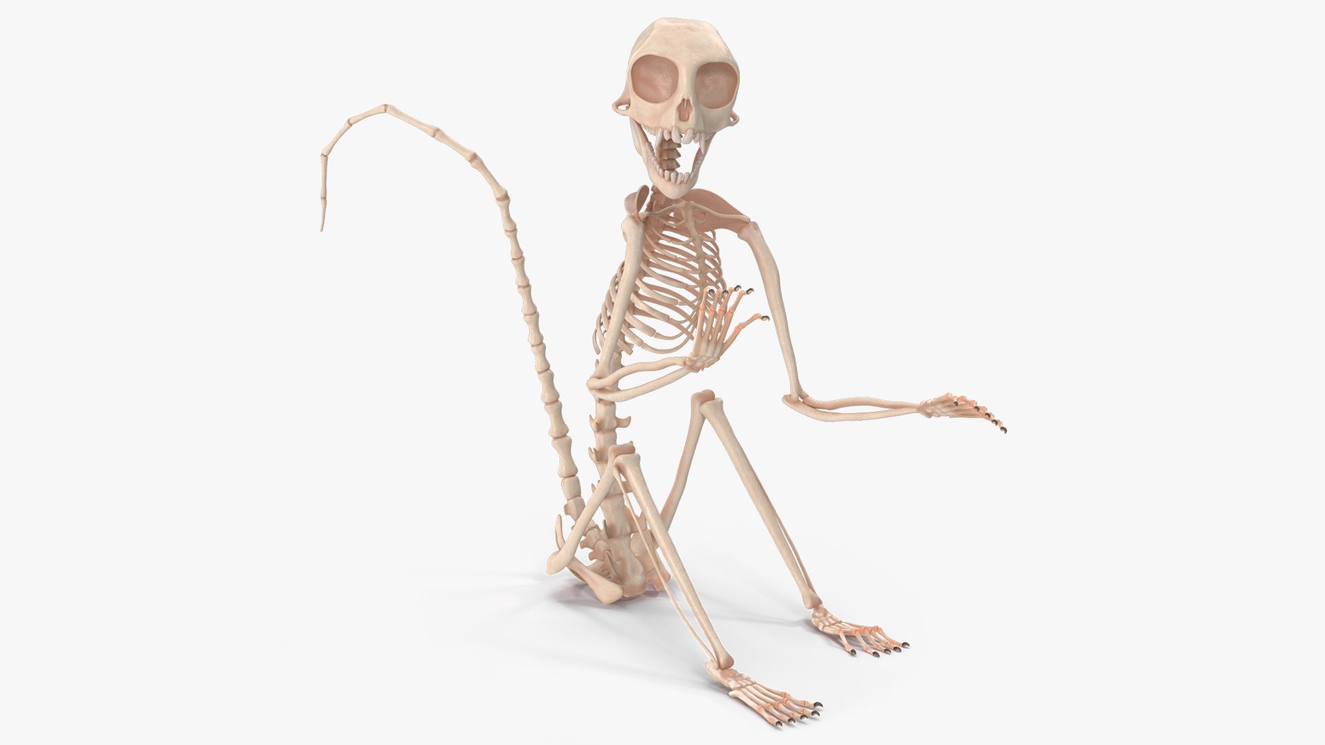 3D Geoffroys Marmoset Skeleton Rigged For Cinema 4D Model - TurboSquid ...