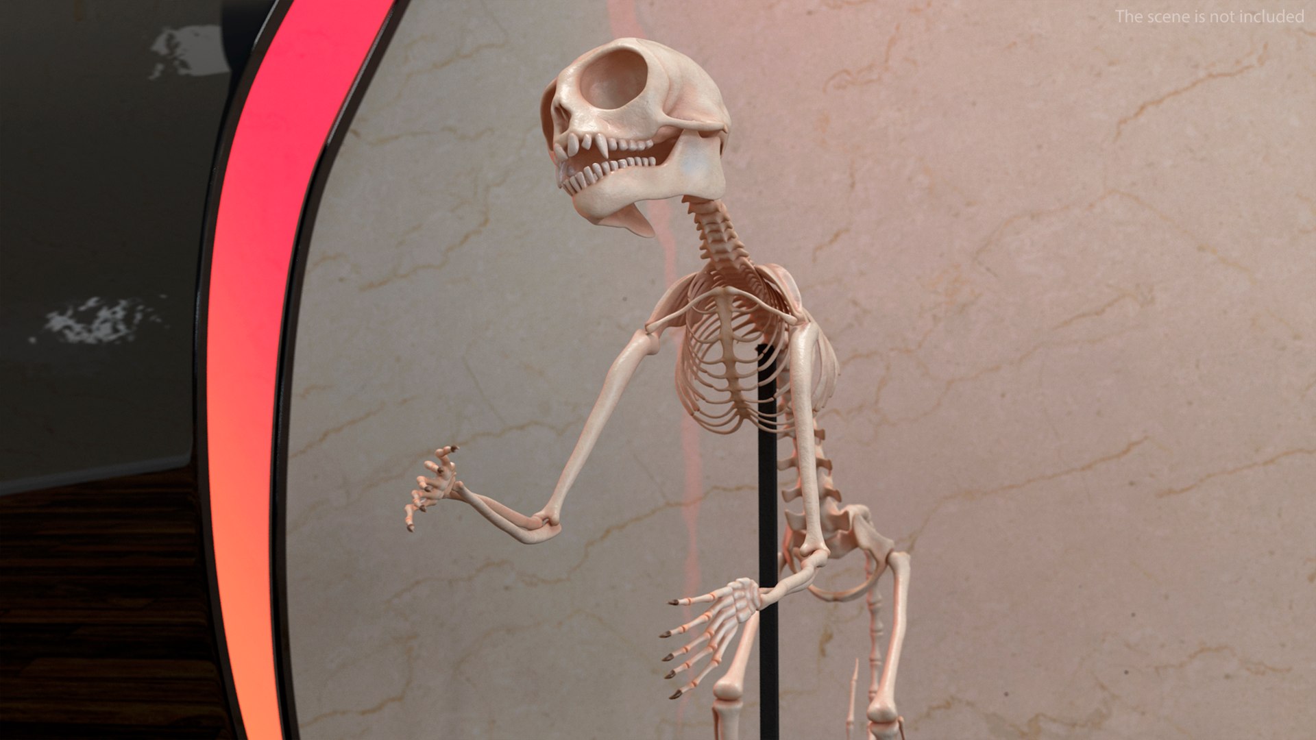 3D Geoffroys Marmoset Skeleton Rigged For Cinema 4D Model - TurboSquid ...