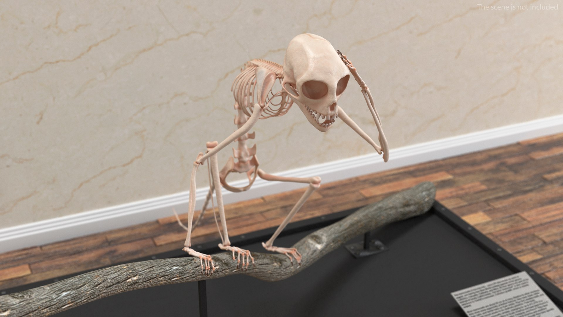 3D Geoffroys Marmoset Skeleton Rigged For Cinema 4D Model - TurboSquid ...