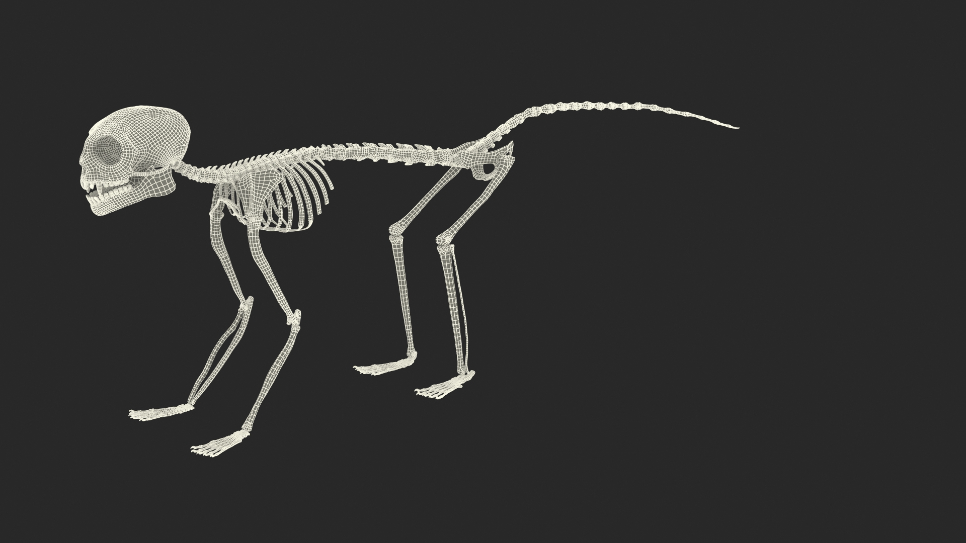 3D Geoffroys Marmoset Skeleton Rigged For Cinema 4D Model - TurboSquid ...