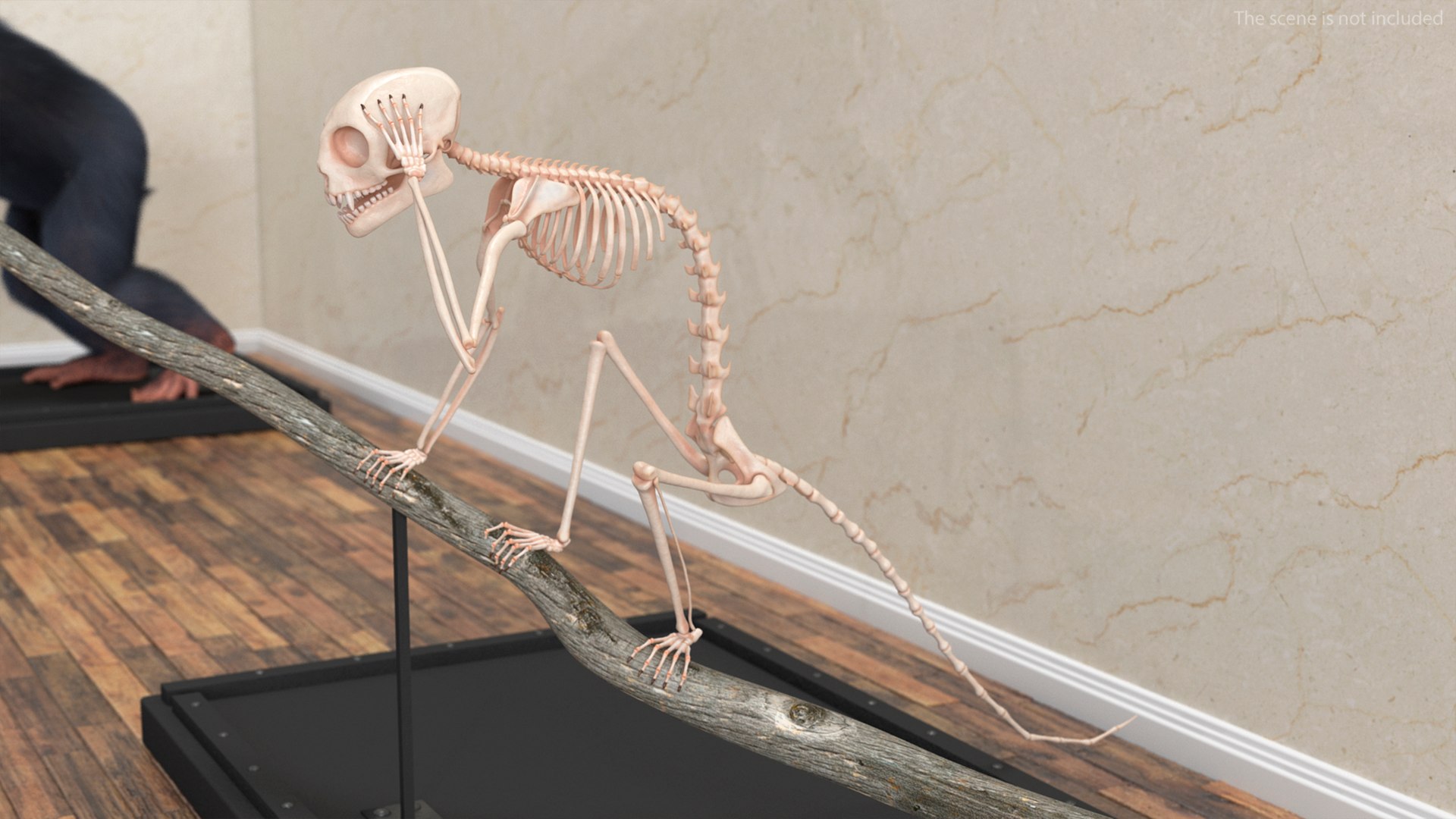 3D Geoffroys Marmoset Skeleton Rigged For Cinema 4D Model - TurboSquid ...