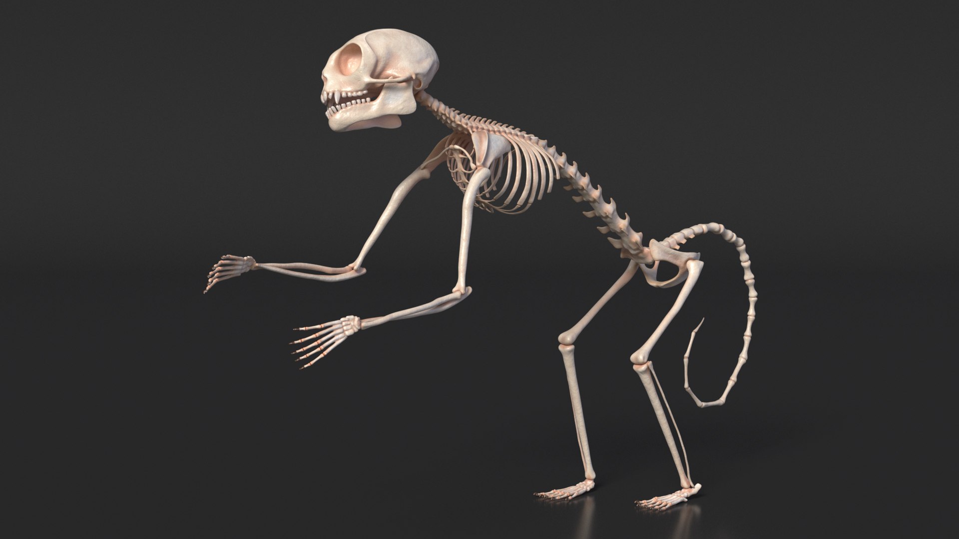 3D Geoffroys Marmoset Skeleton Rigged For Cinema 4D Model - TurboSquid ...