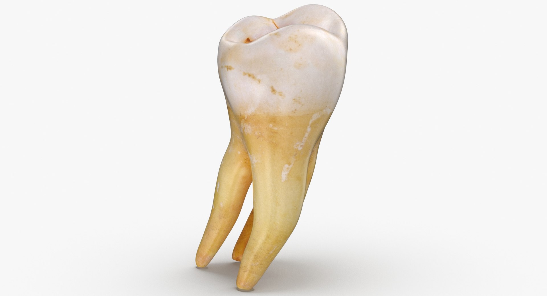 Molar Upper Jaw Right 3D - TurboSquid 1512982