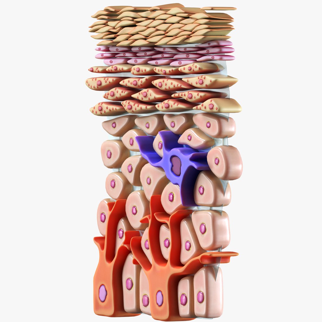 Epidermis Cross Section 3D model - TurboSquid 2040025