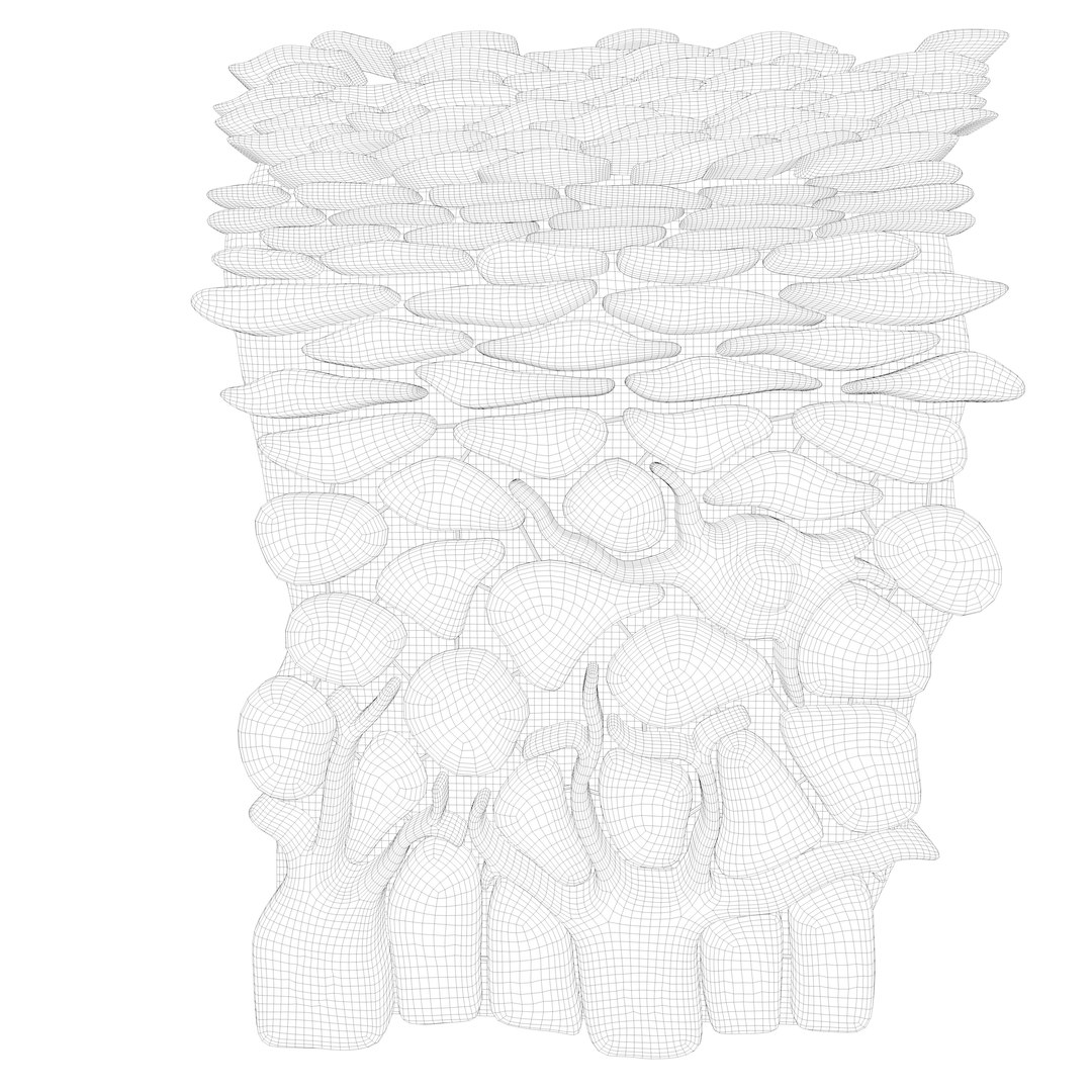 Epidermis Cross Section 3D model - TurboSquid 2040025
