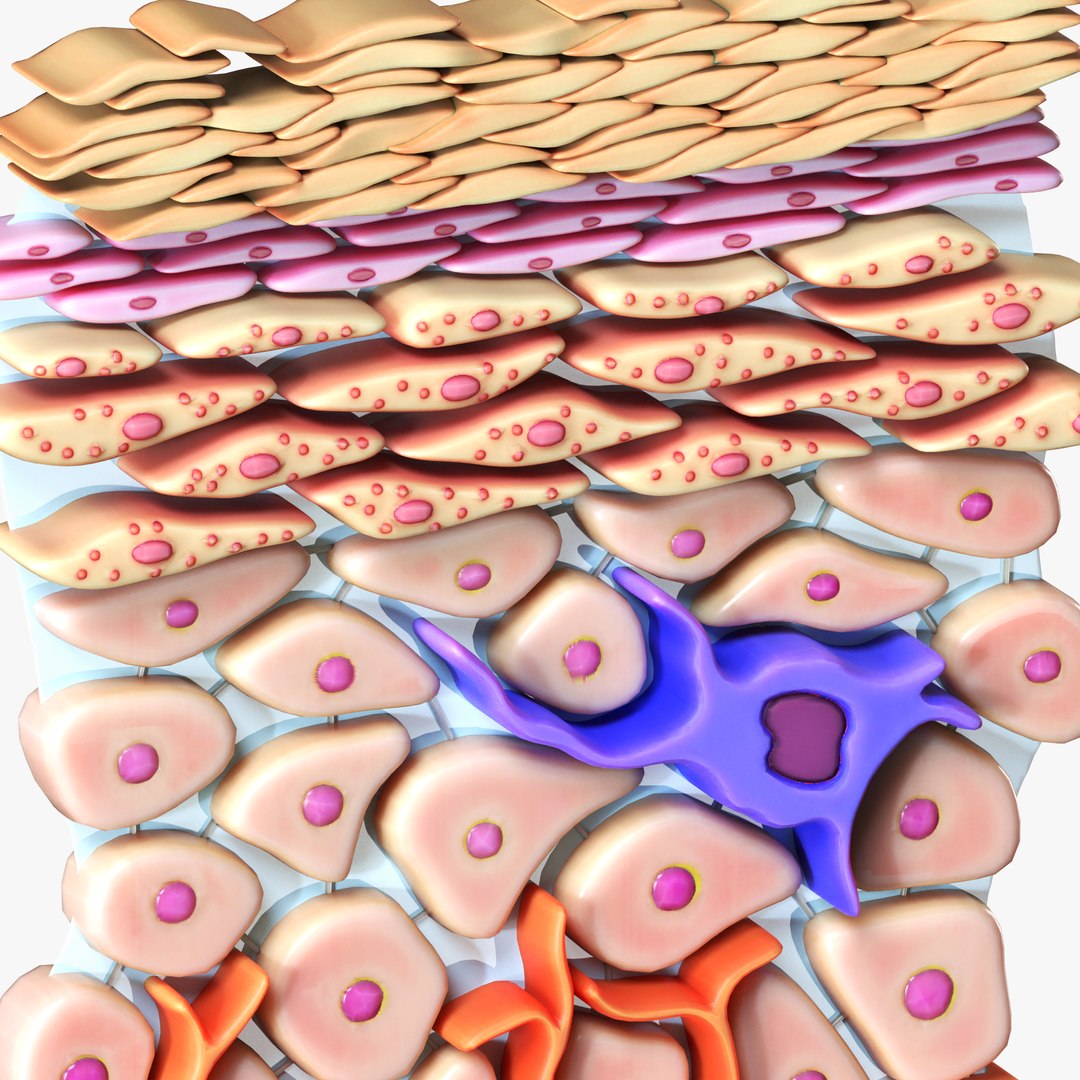 Epidermis Cross Section 3D model - TurboSquid 2040025