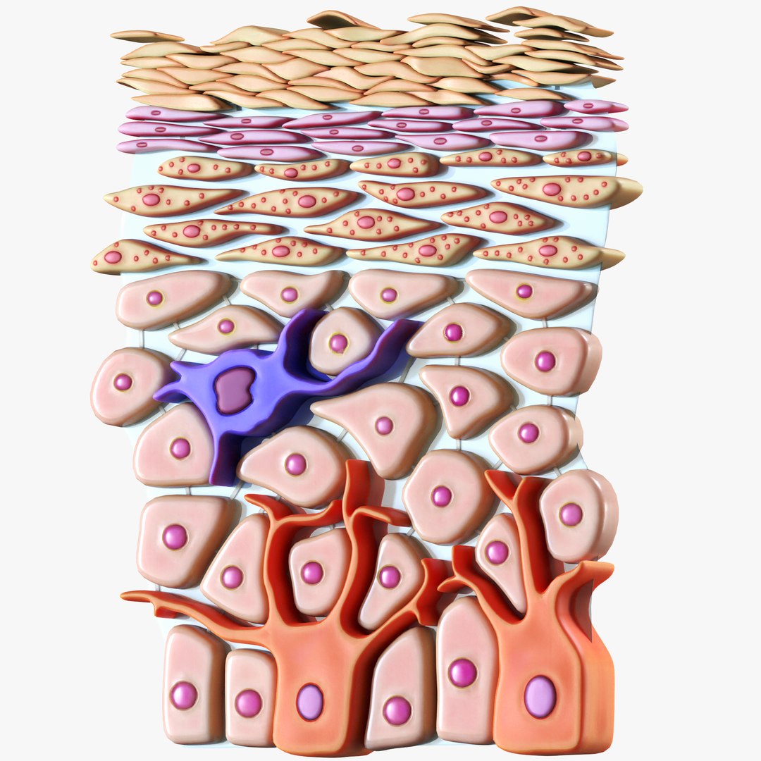Epidermis Cross Section 3D model - TurboSquid 2040025