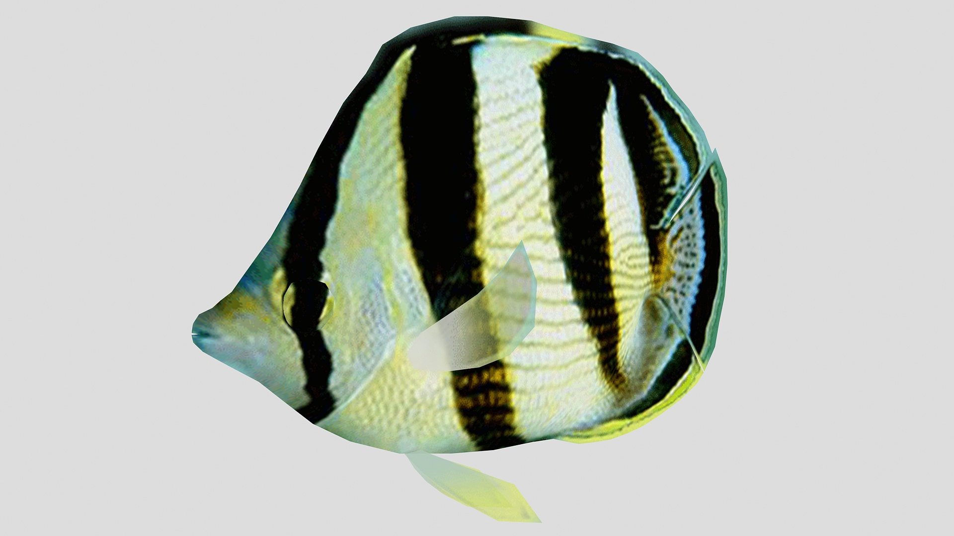 3D model banded butterfly fish - TurboSquid 1384318