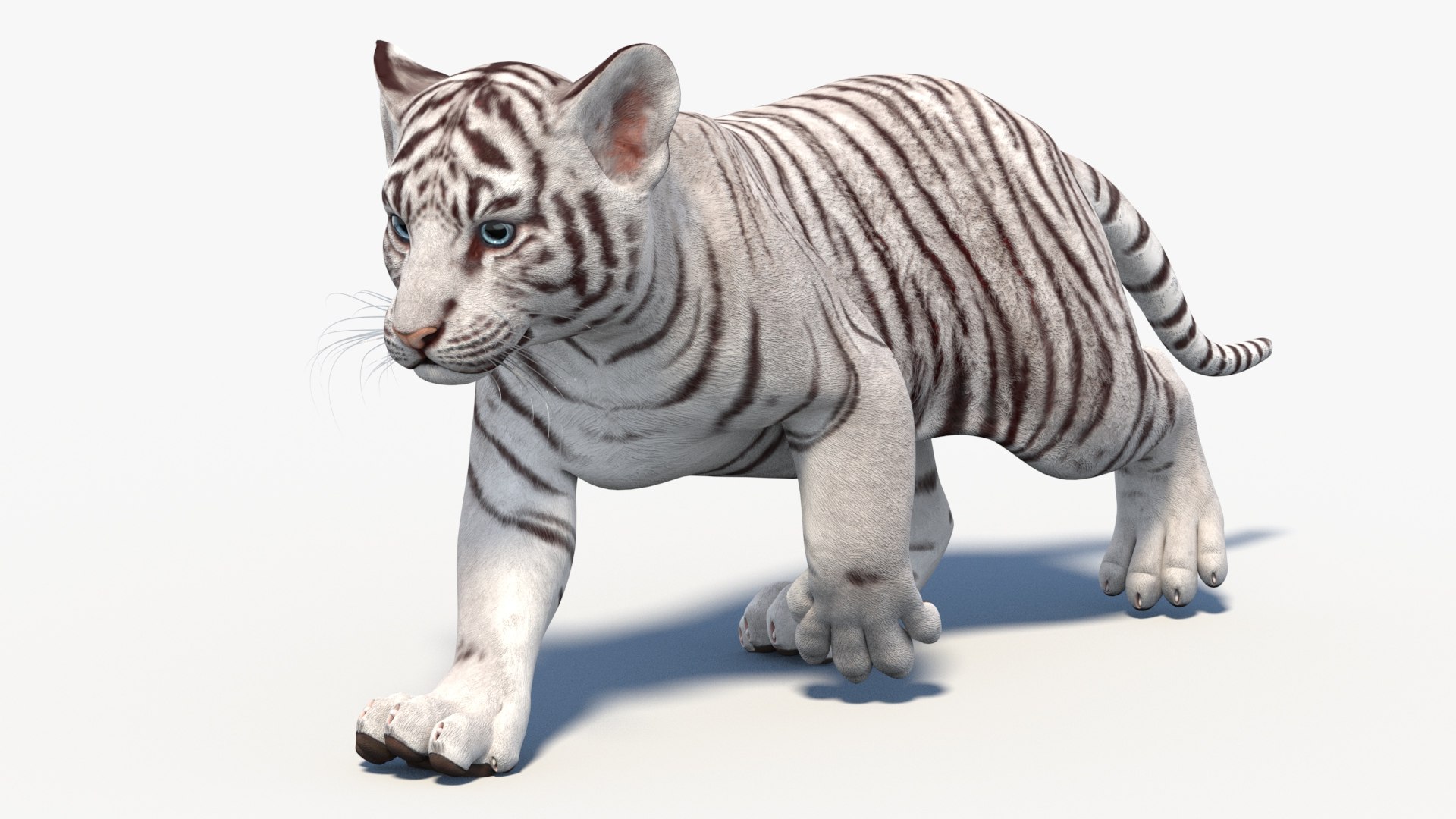 3D Rigged White Tiger Cub 3D Model - TurboSquid 2333549