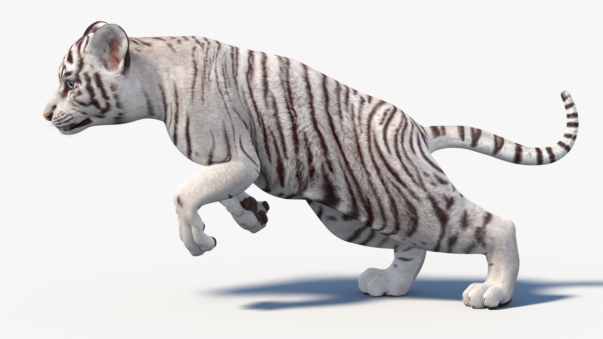 3D Rigged White Tiger Cub 3D Model - TurboSquid 2333549