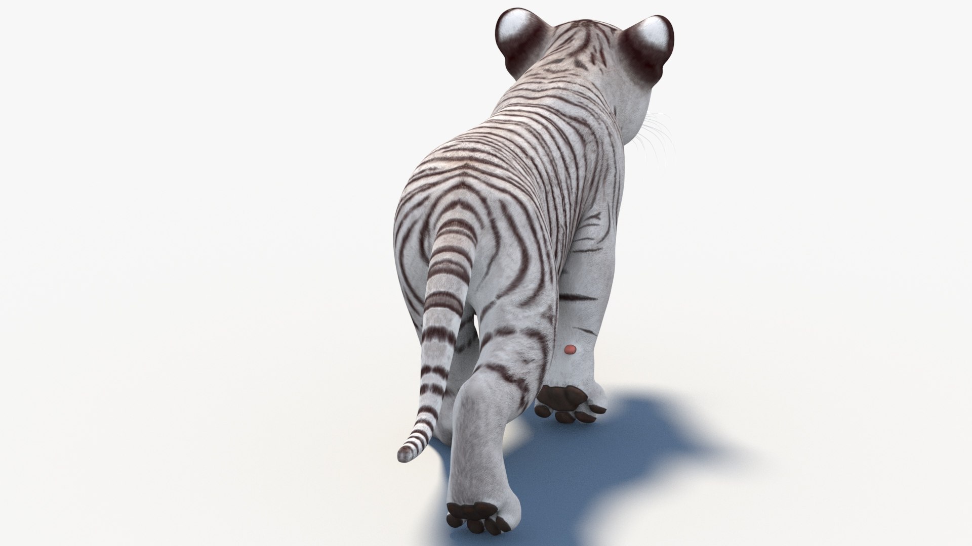 3D Rigged White Tiger Cub 3D Model - TurboSquid 2333549