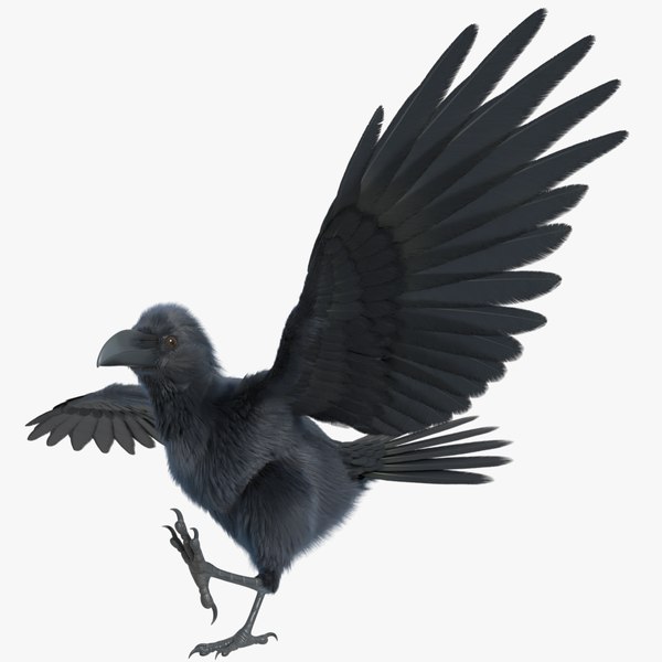 Animated and Rigged Crow 3D Models with Enhanced License Tiers for ...