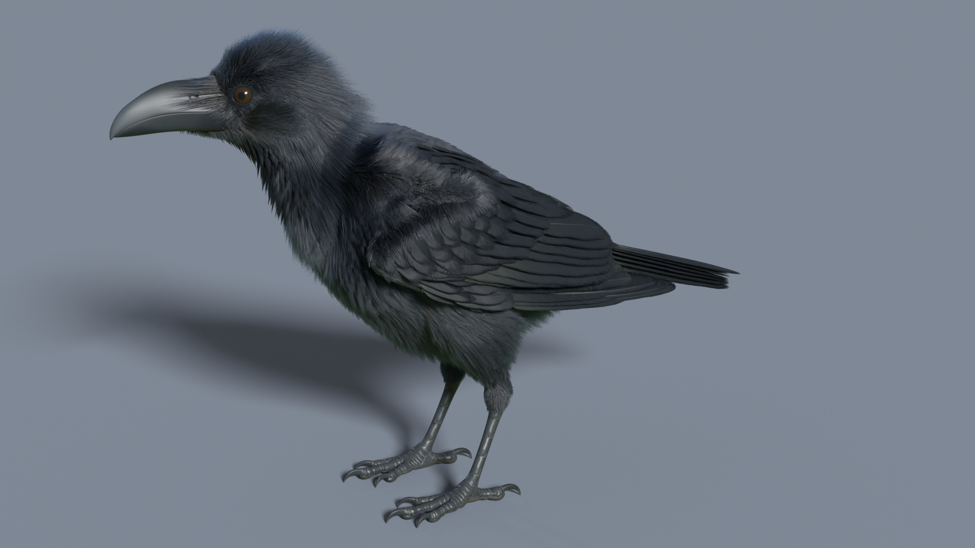 3D Jungle Crow - TurboSquid 2164623