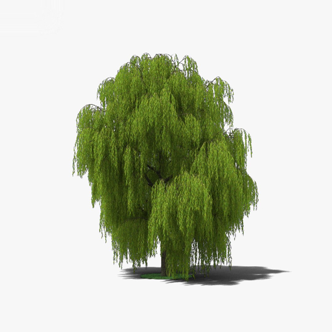 3D Willow Tree - TurboSquid 1501616