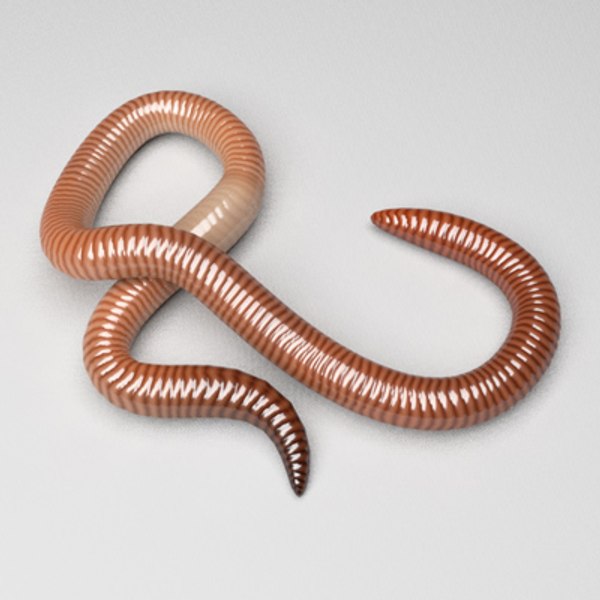 worm earthworm earth 3d 3ds