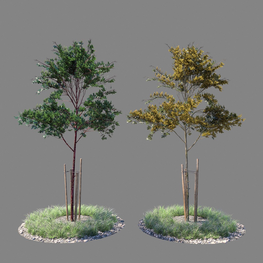 Young Tree 3D Model - TurboSquid 1381935