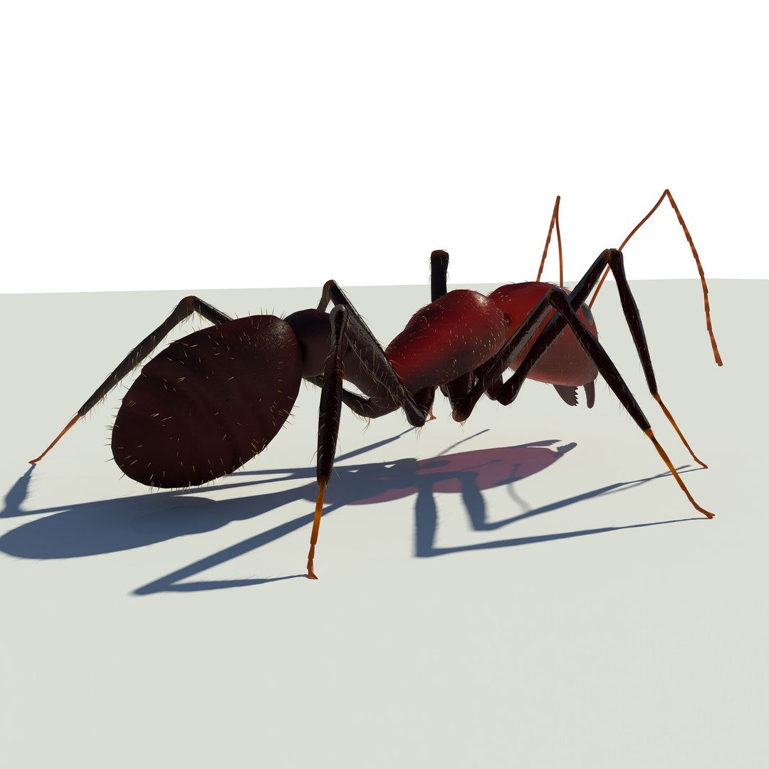 3d Model Ant