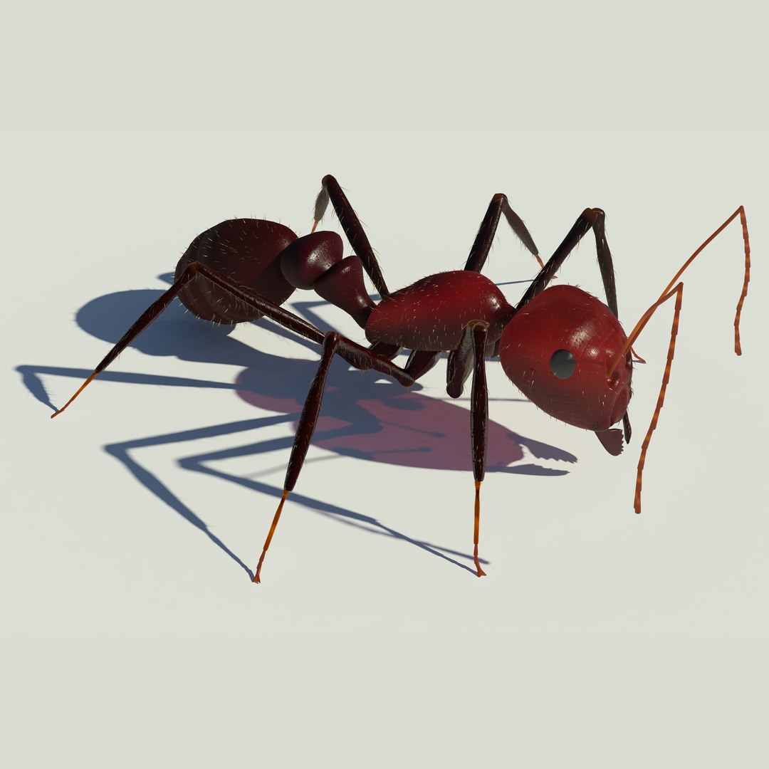 3d Model Ant