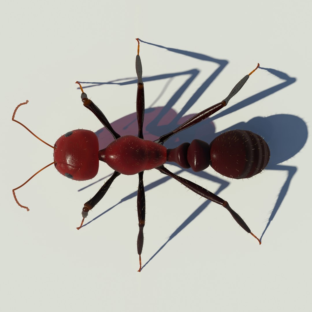 3d Model Ant
