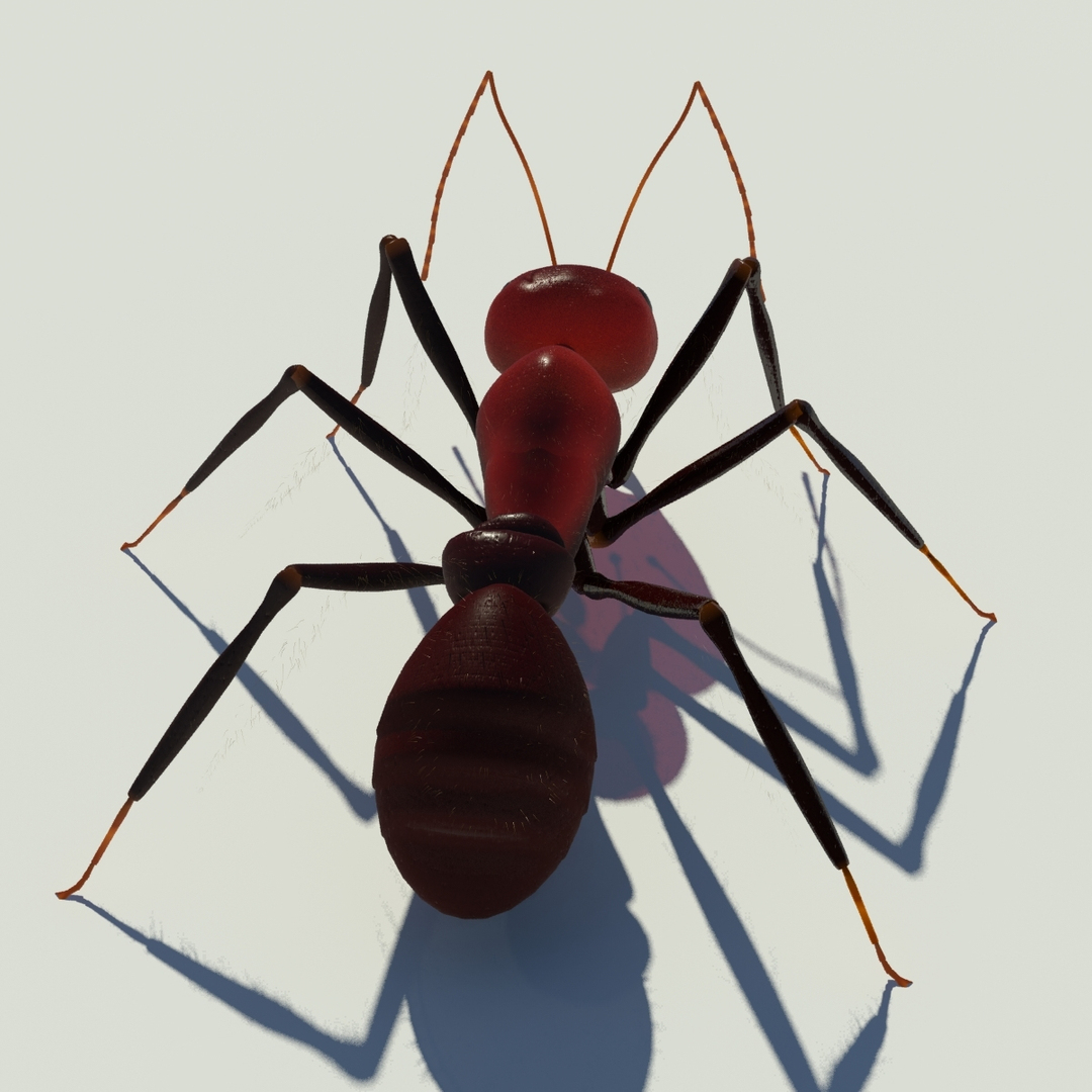 3d Model Ant