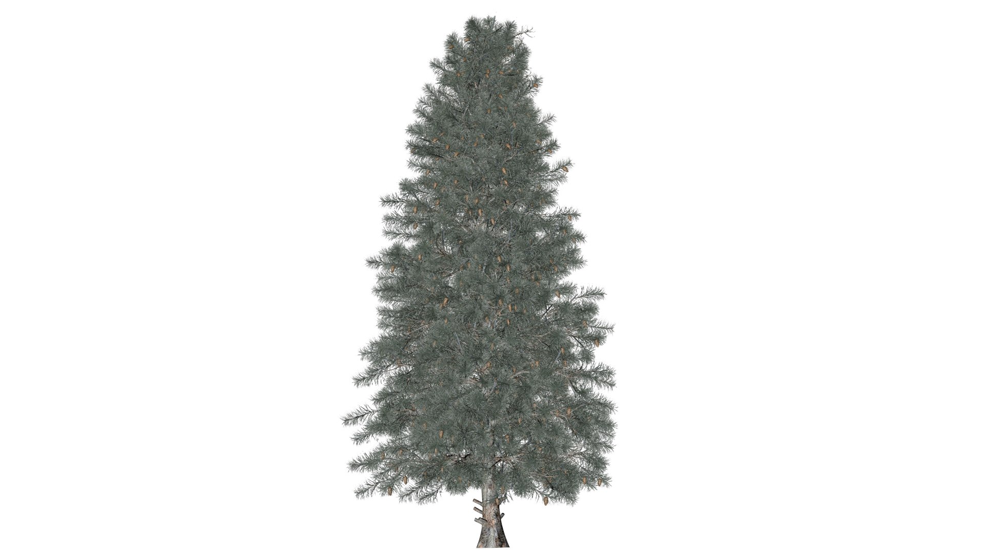 Colorado Blue Spruce Tree - 05 - 3D Model - TurboSquid 2373411