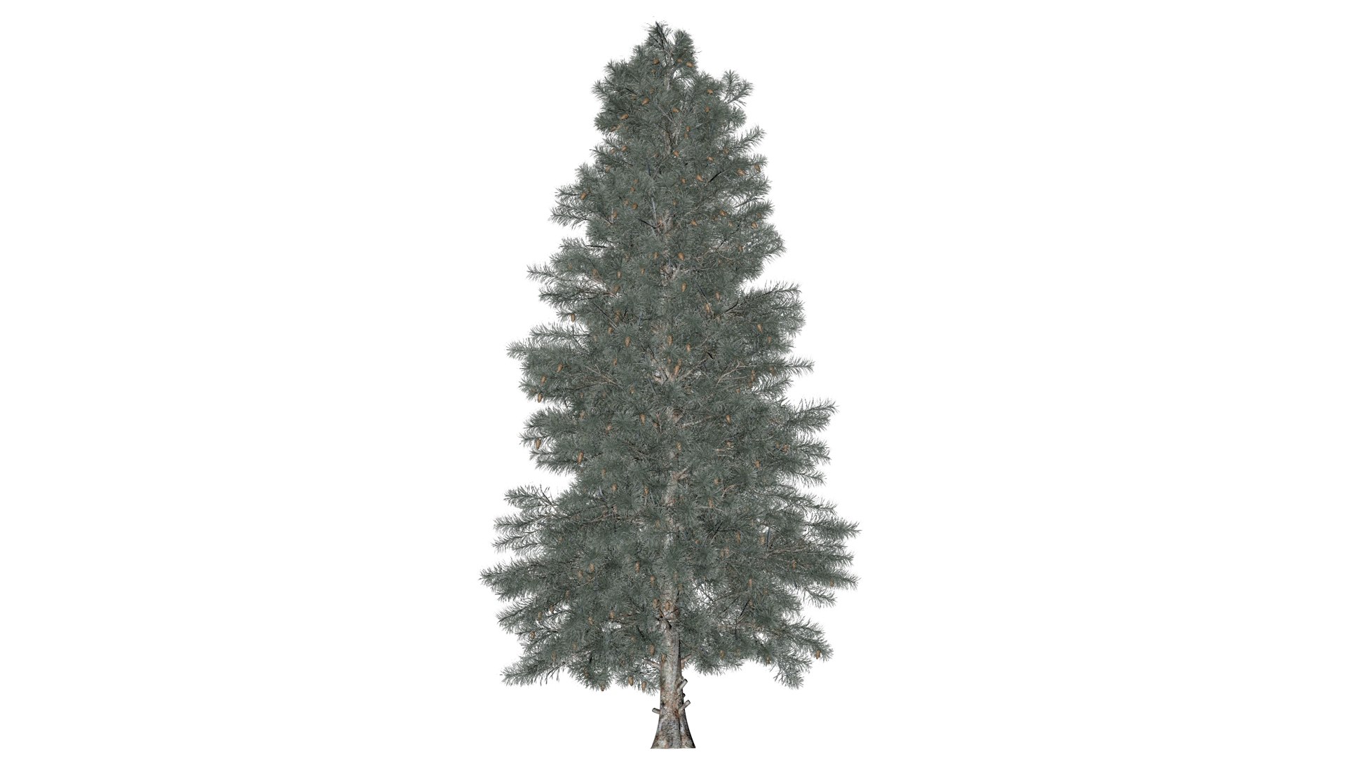 Colorado Blue Spruce Tree - 05 - 3D Model - TurboSquid 2373411