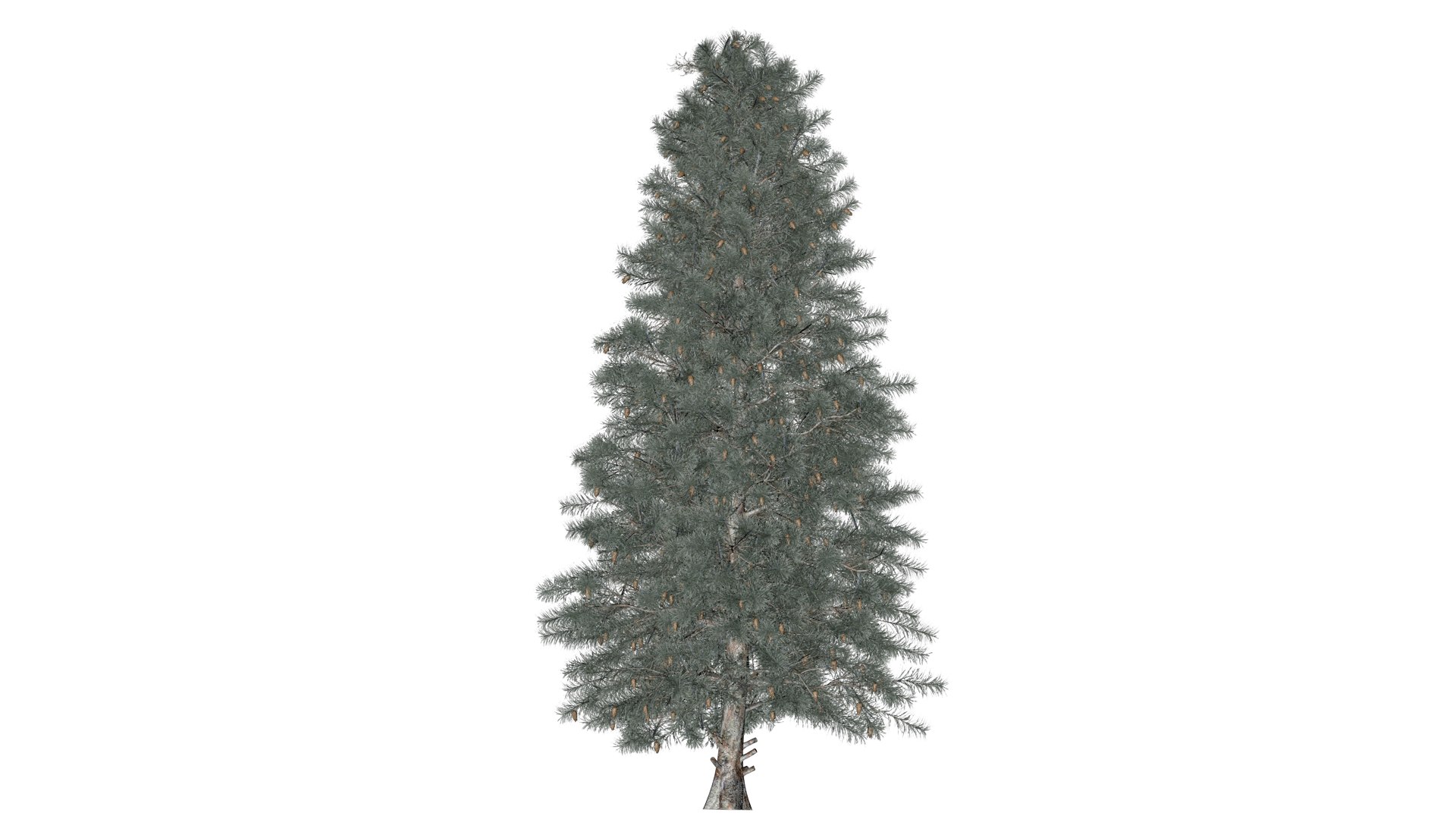 Colorado Blue Spruce Tree - 05 - 3D Model - TurboSquid 2373411
