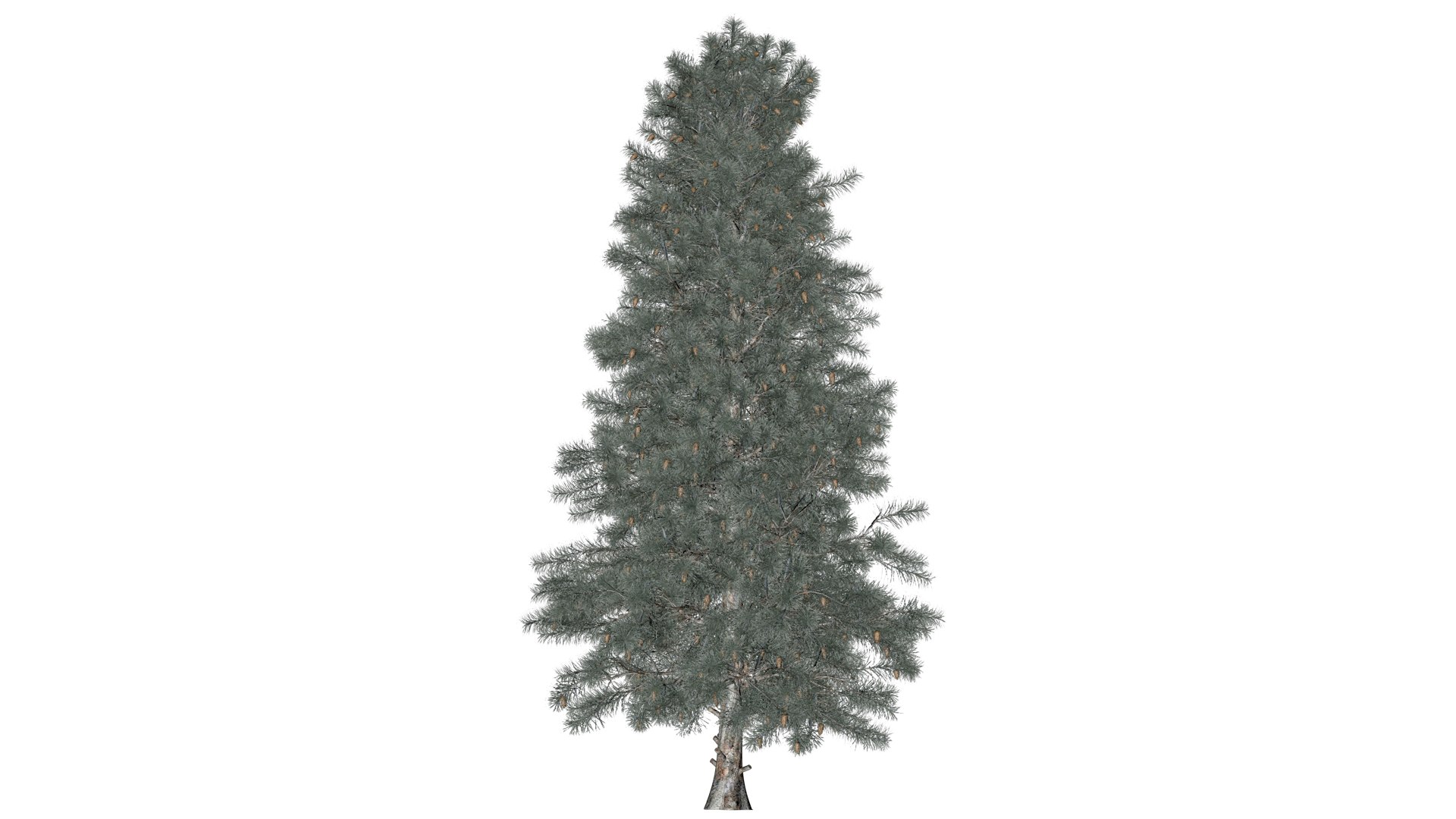 Colorado Blue Spruce Tree - 05 - 3D Model - TurboSquid 2373411