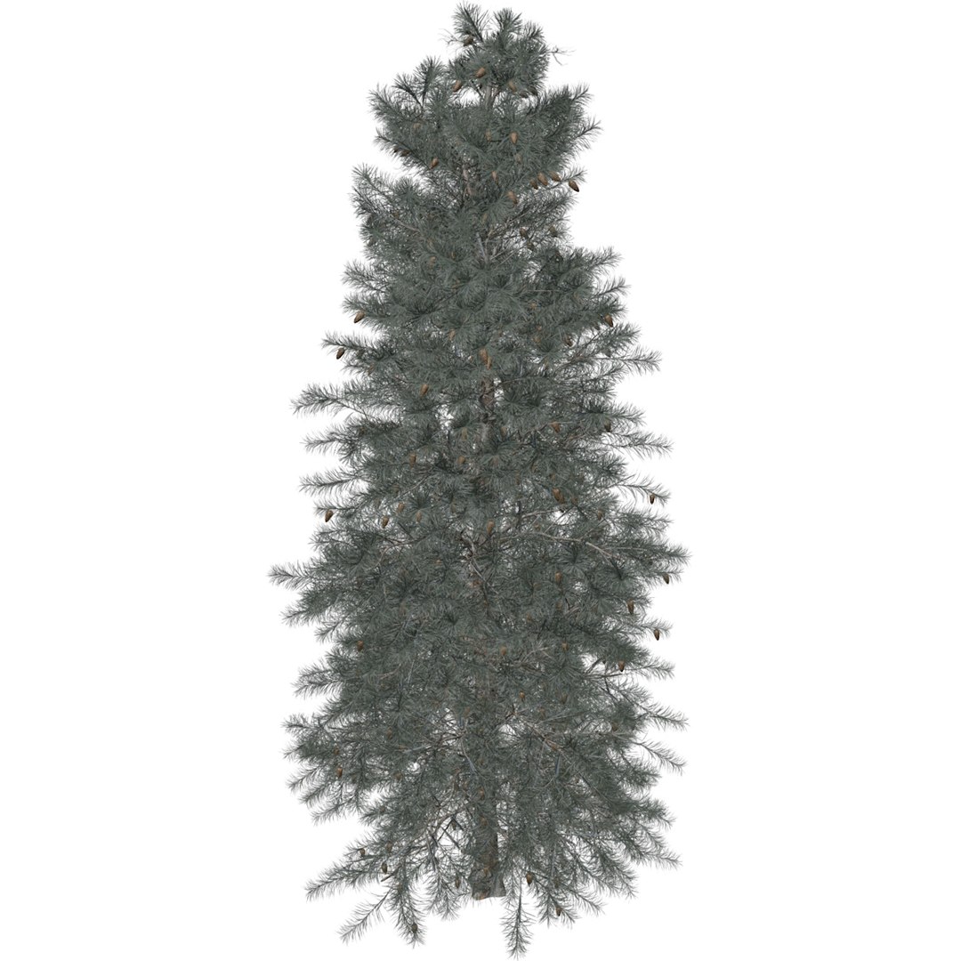 Colorado Blue Spruce Tree - 05 - 3D Model - TurboSquid 2373411