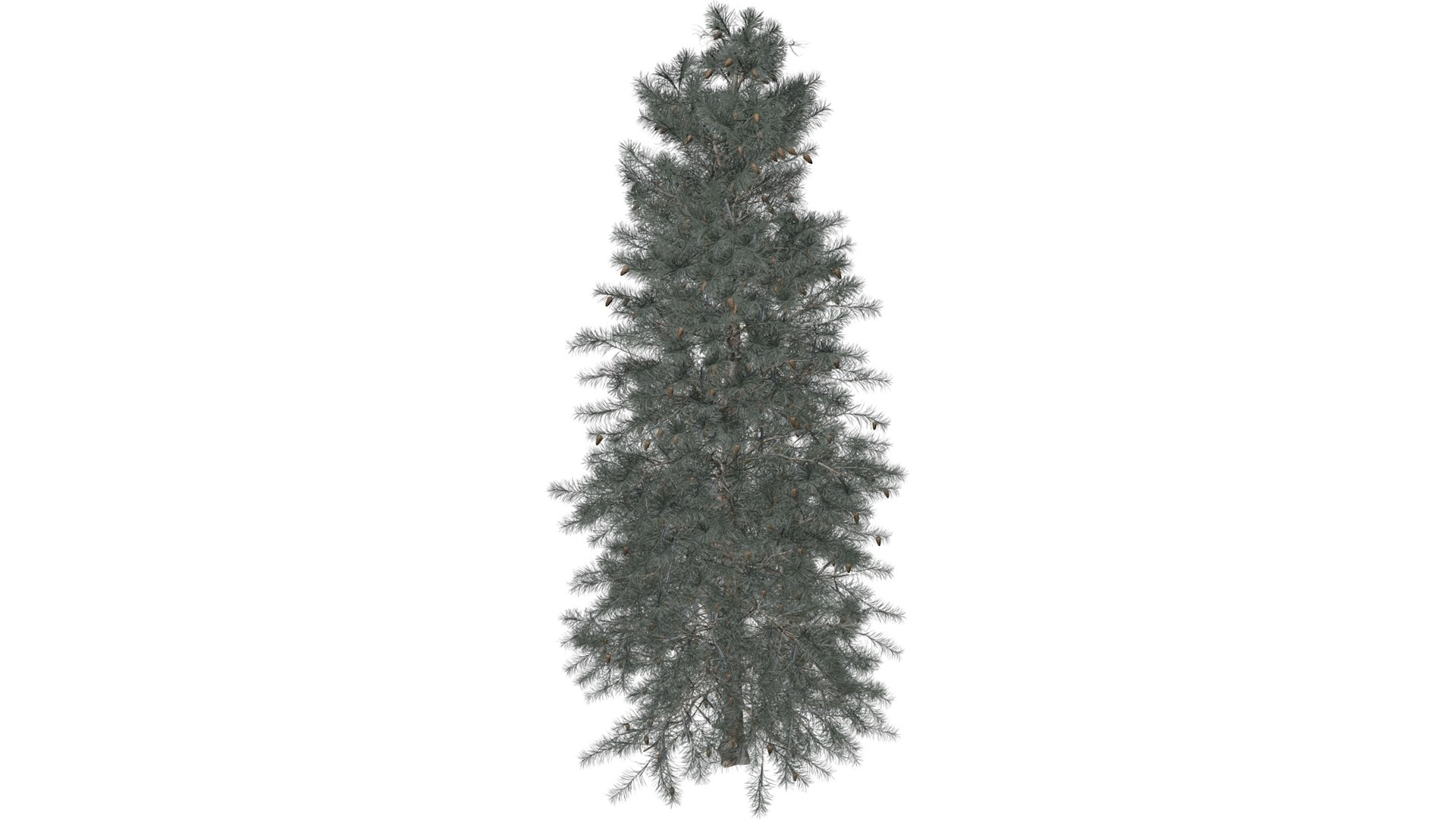 Colorado Blue Spruce Tree - 05 - 3D Model - TurboSquid 2373411