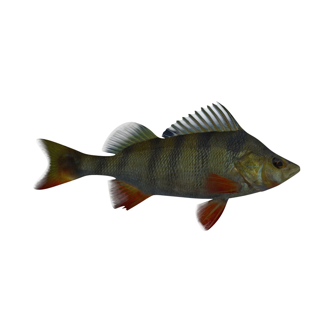 3d Model Perch Fish