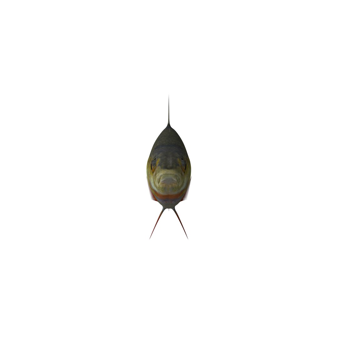 3d Model Perch Fish