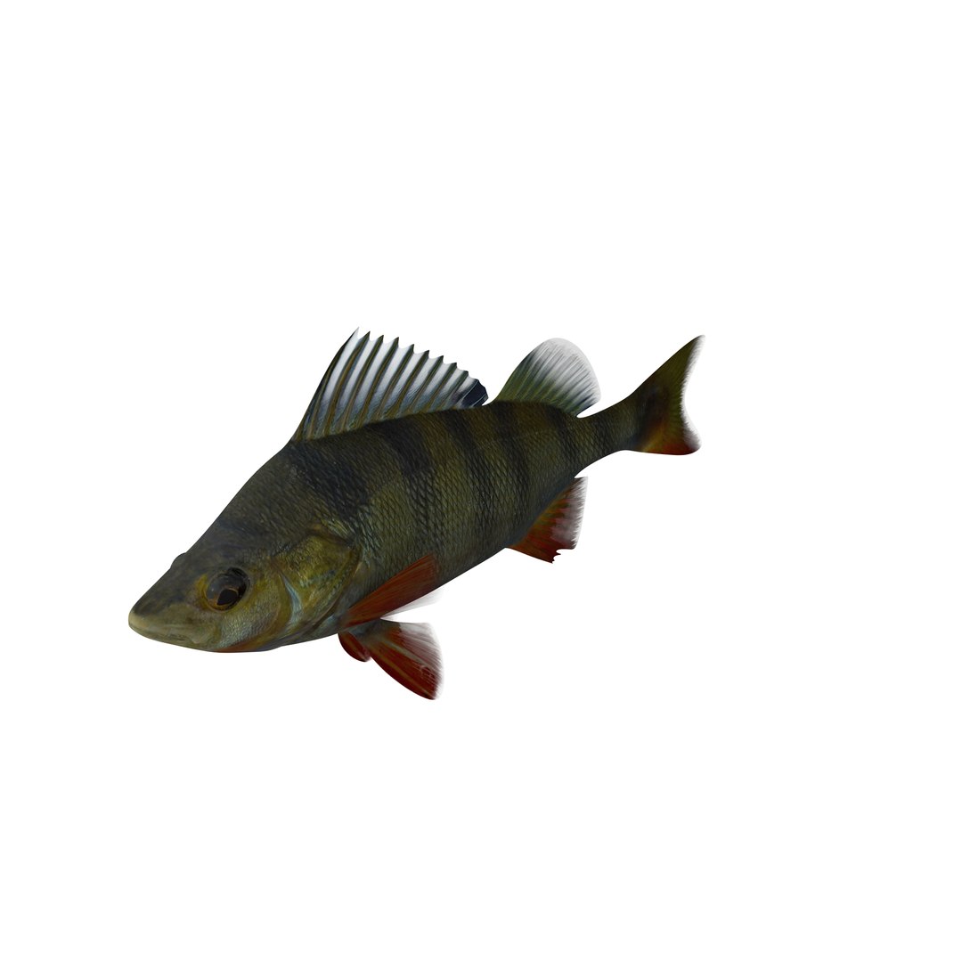 3d Model Perch Fish