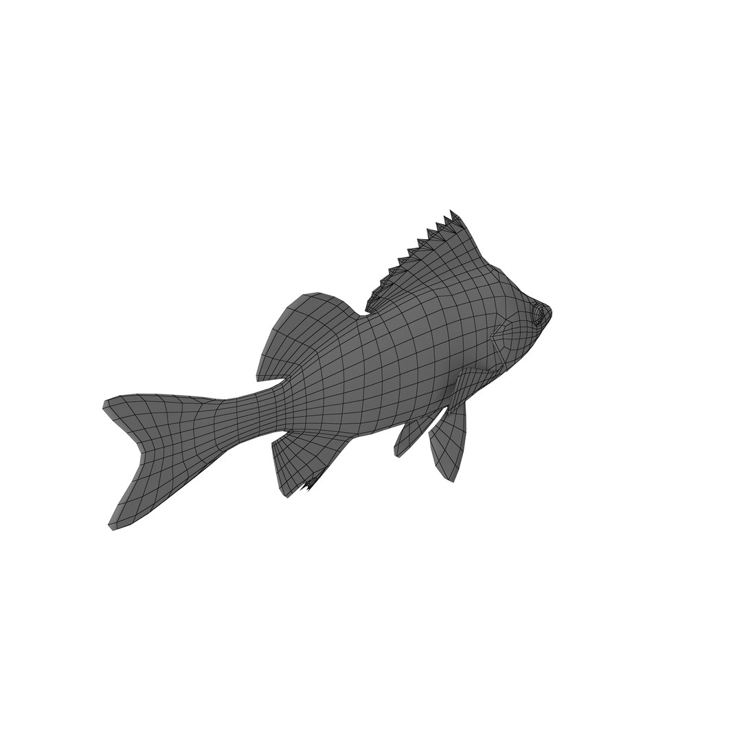 3d Model Perch Fish